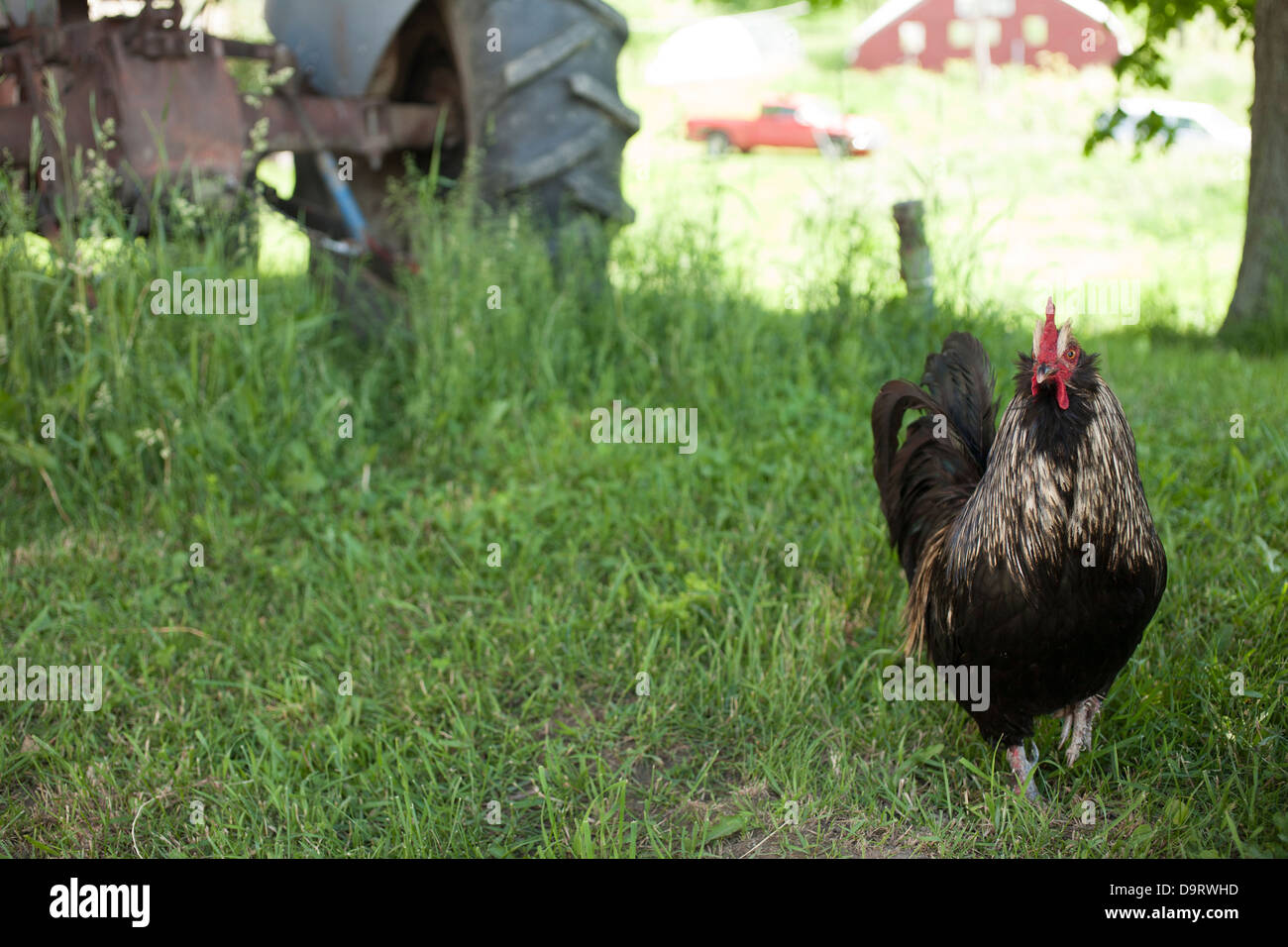 Strut walk camera hi-res stock photography and images - Alamy