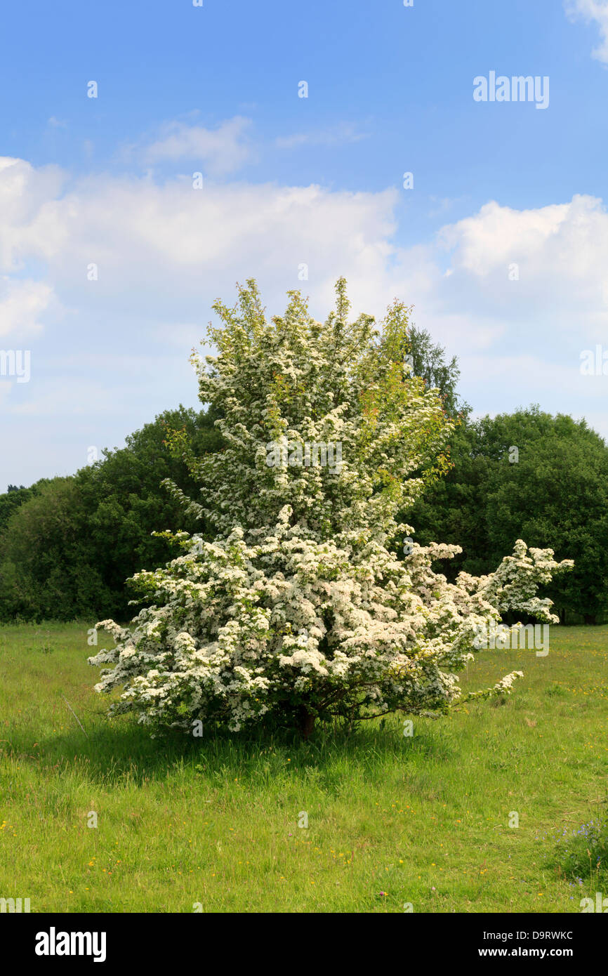 Alyn waters country park hi-res stock photography and images - Alamy