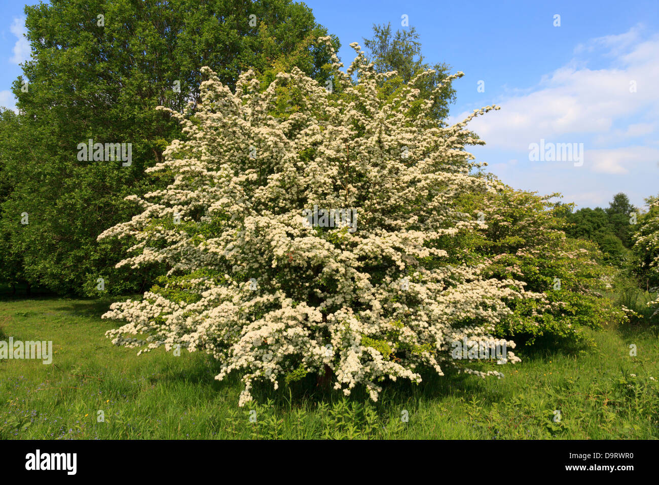Hawthorn Tree Uk High Resolution Stock Photography and Images - Alamy
