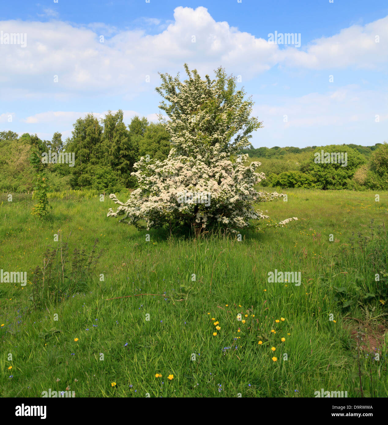 Alyn waters country park hi-res stock photography and images - Alamy