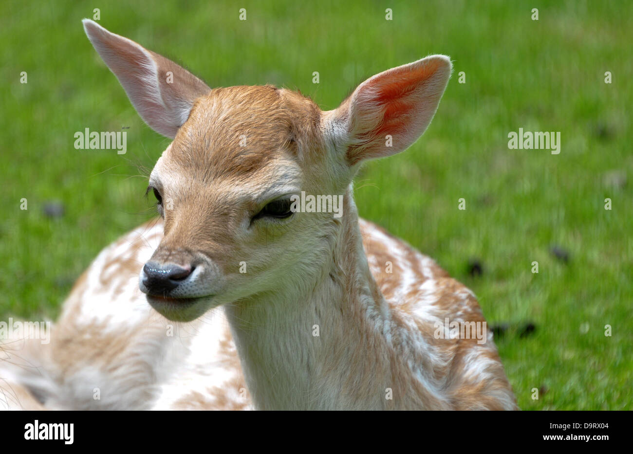 baby calf deer resting Stock Photo - Alamy