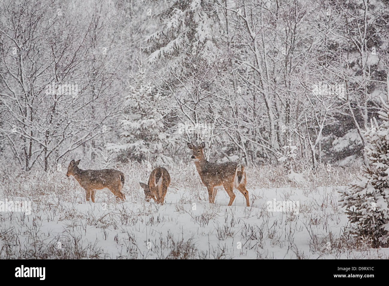 Heavy storming hi-res stock photography and images - Alamy