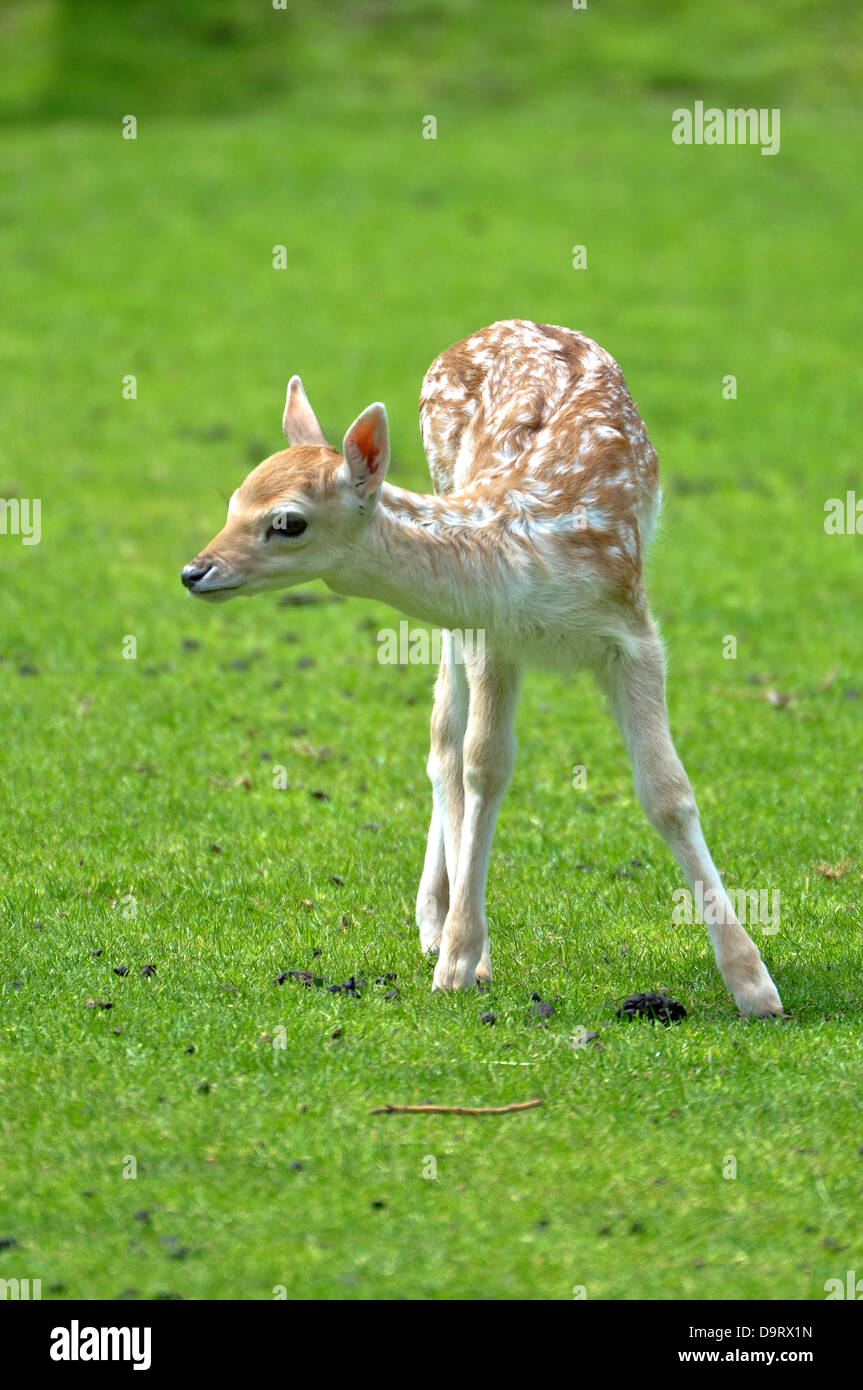 baby calf deer standing Stock Photo - Alamy