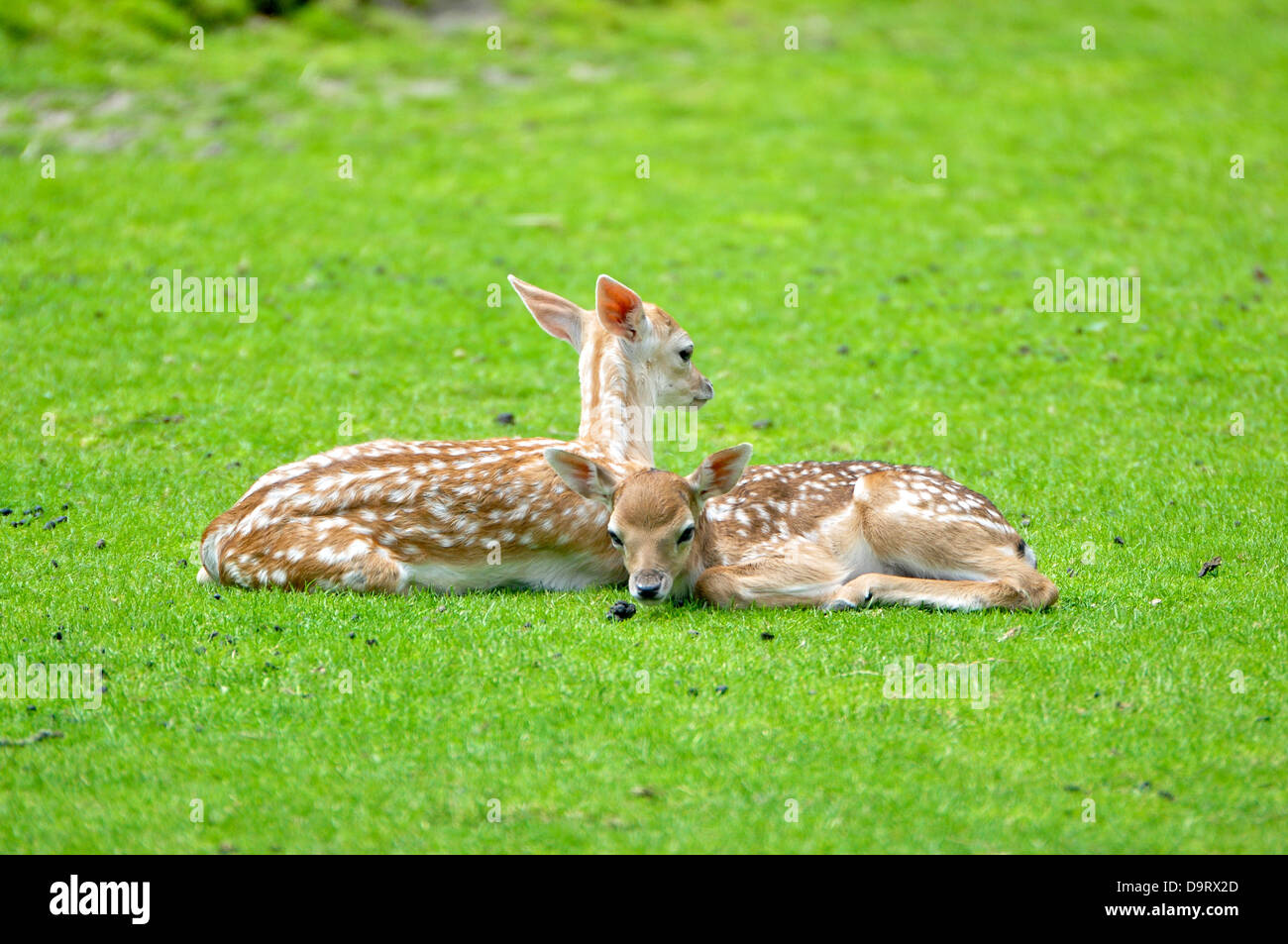 baby calf deer resting Stock Photo - Alamy