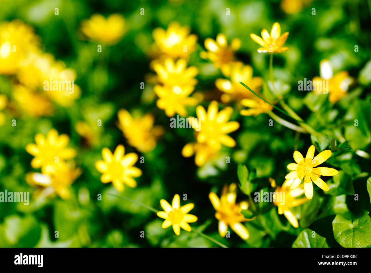 Small yellow spring flowers background, close-up Stock Photo - Alamy