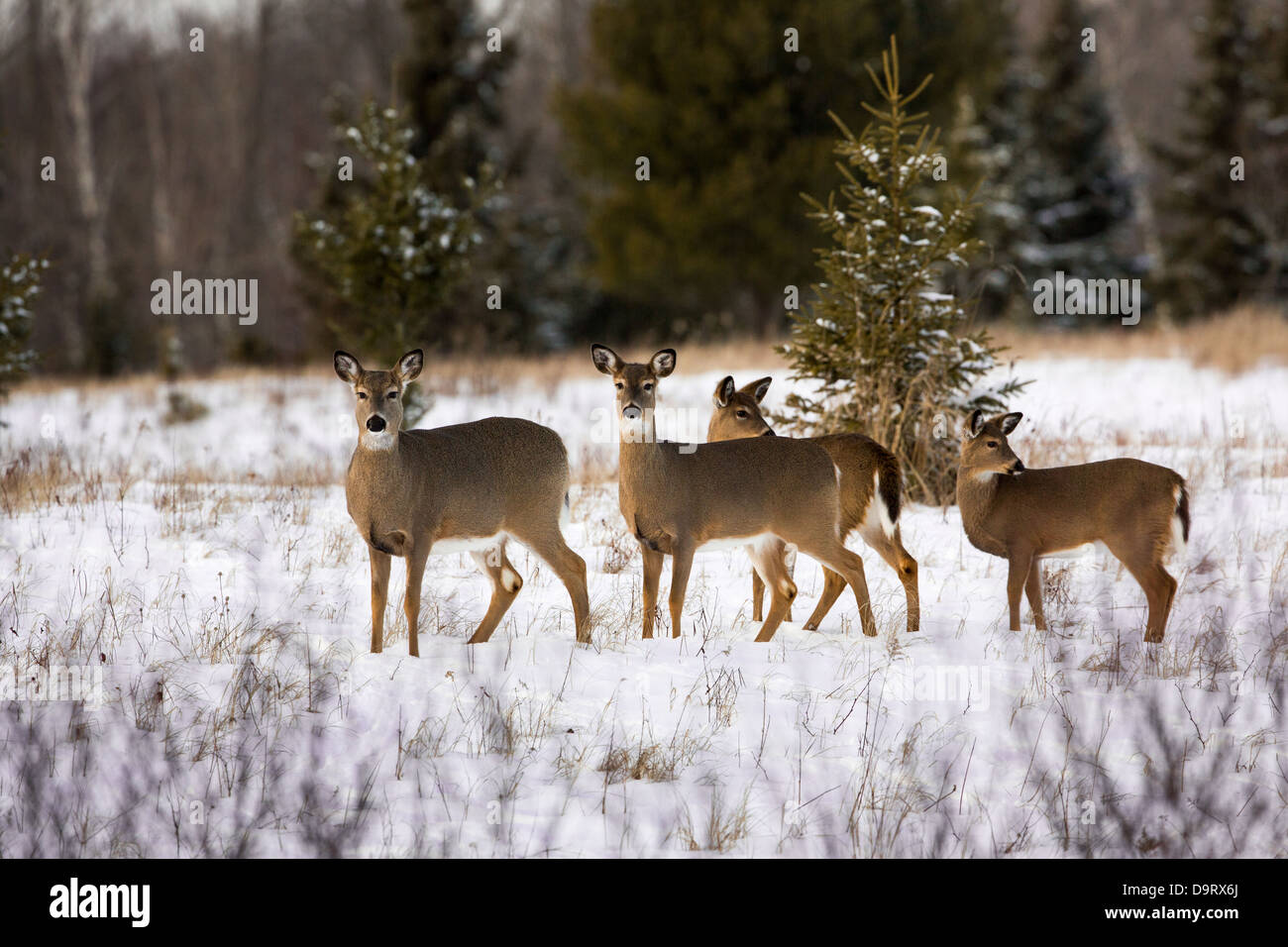 Group of deer and snow and trees hi-res stock photography and images ...