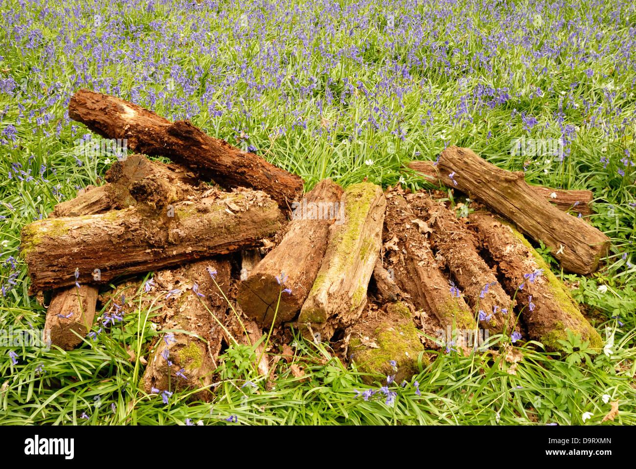 Wildlife garden log pile hi-res stock photography and images - Alamy