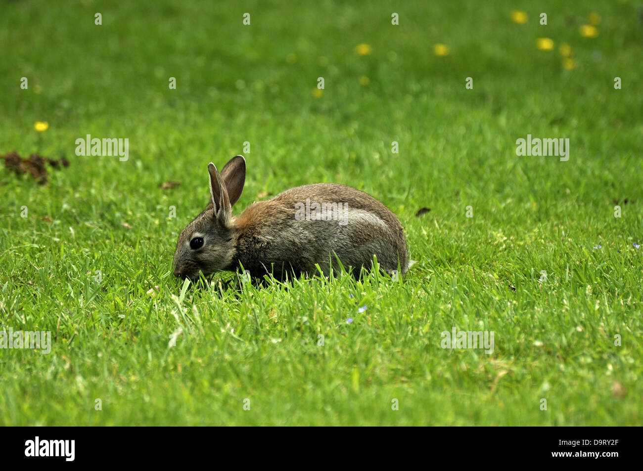 Wild rabbit facing left grazing with one ear forward and one back Stock ...