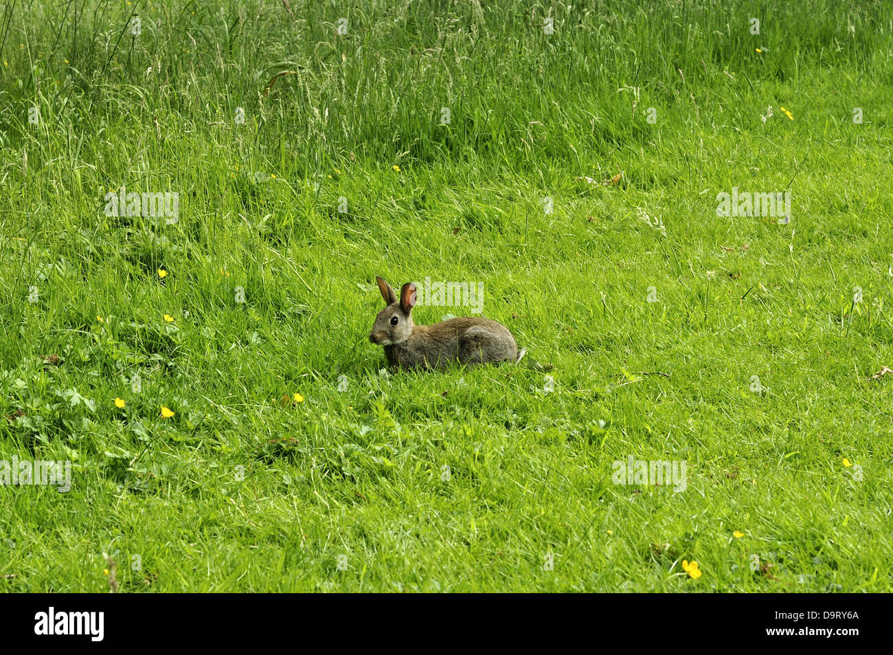 Rabbit in grass Stock Photo - Alamy