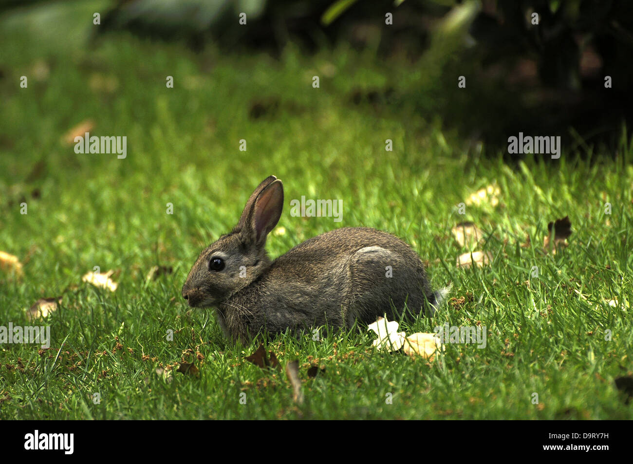 Wild rabbit at rest on grass Stock Photo - Alamy