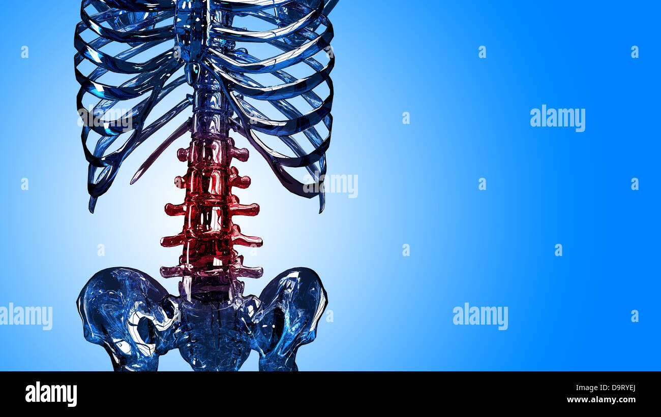 Part of a human spinal column and thorax made in 3D in frontal view ...