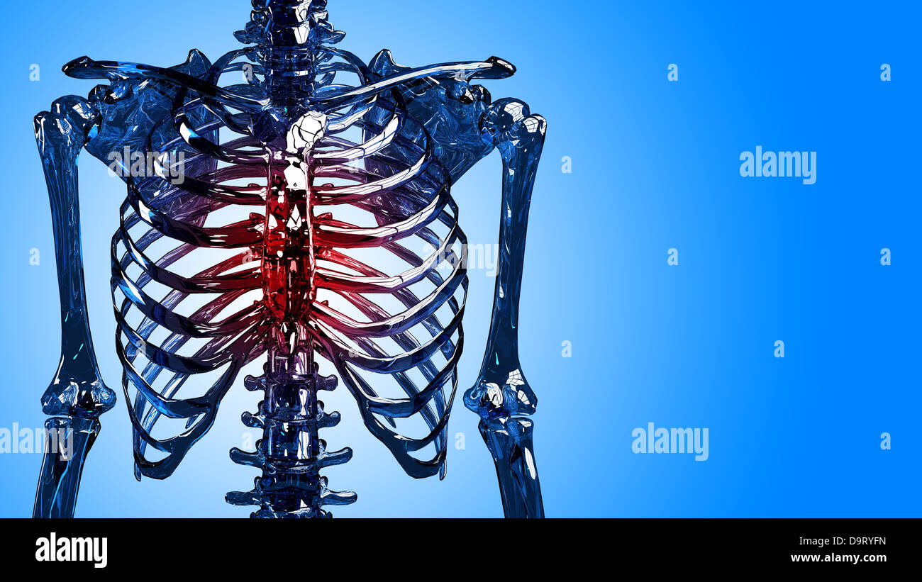 High resolution 3D concept of a human skeleton chest with red pain area ...