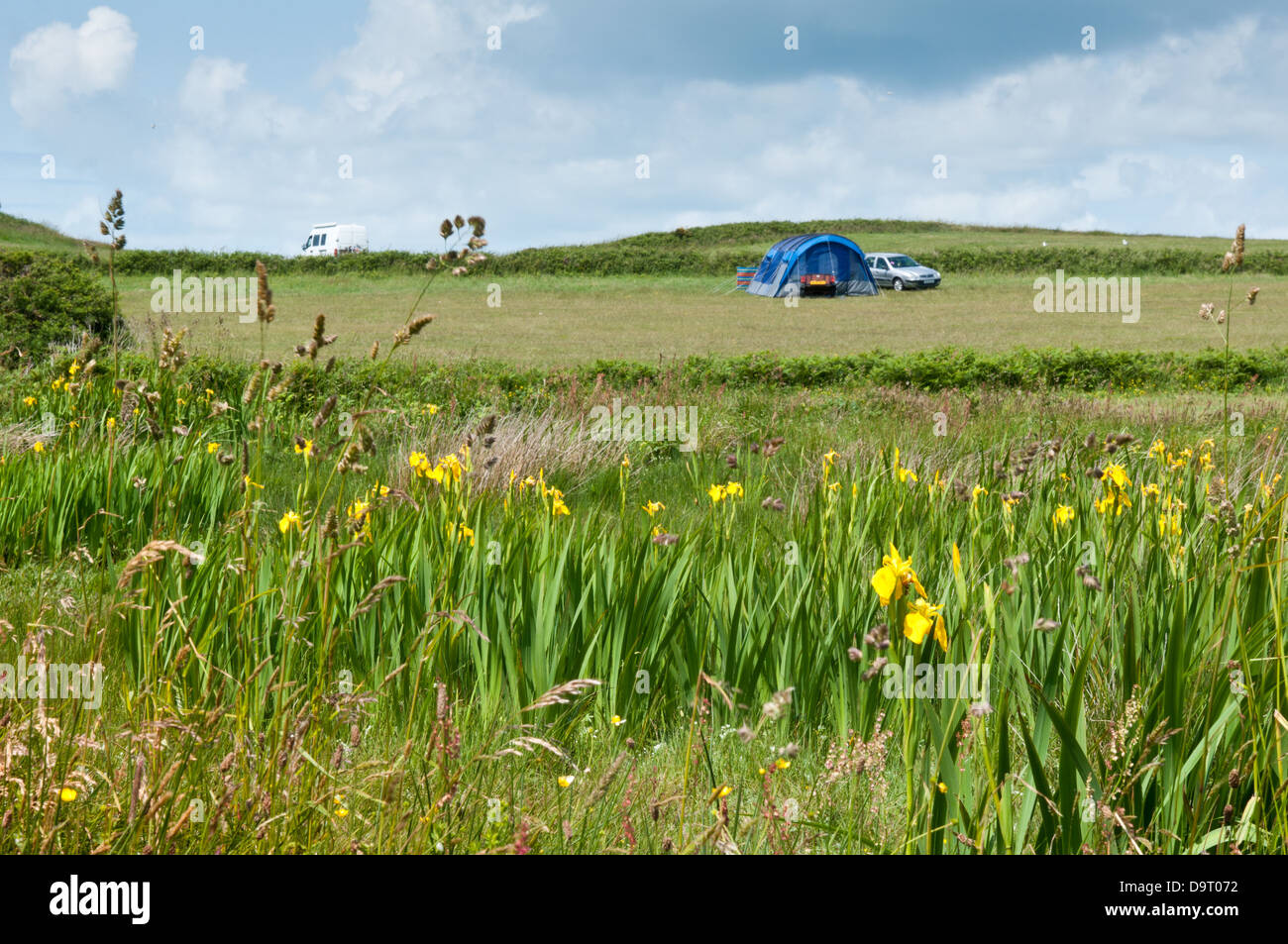 Bog Irises growing in the seaside campsite at Shell Island Stock Photo ...