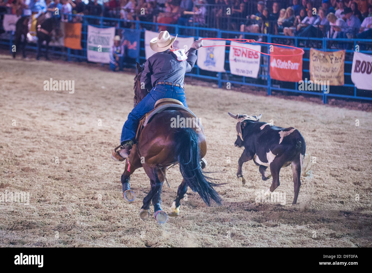 Cowboy Participant in a Calf roping Competition at the Helldorado Days ...