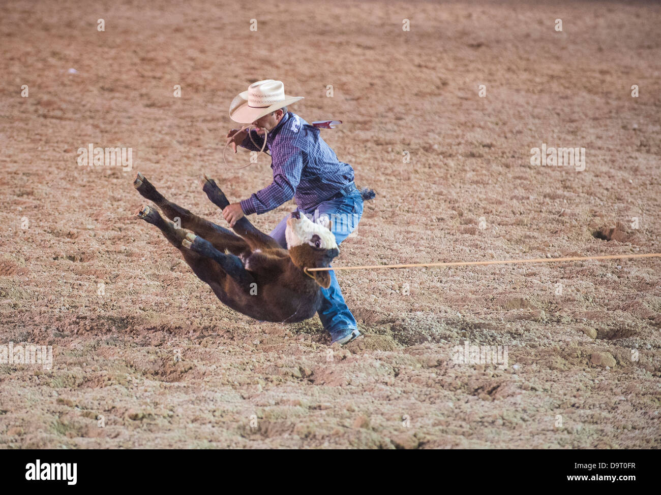 Cowboy Participant in a Calf roping Competition at the Helldorado Days ...