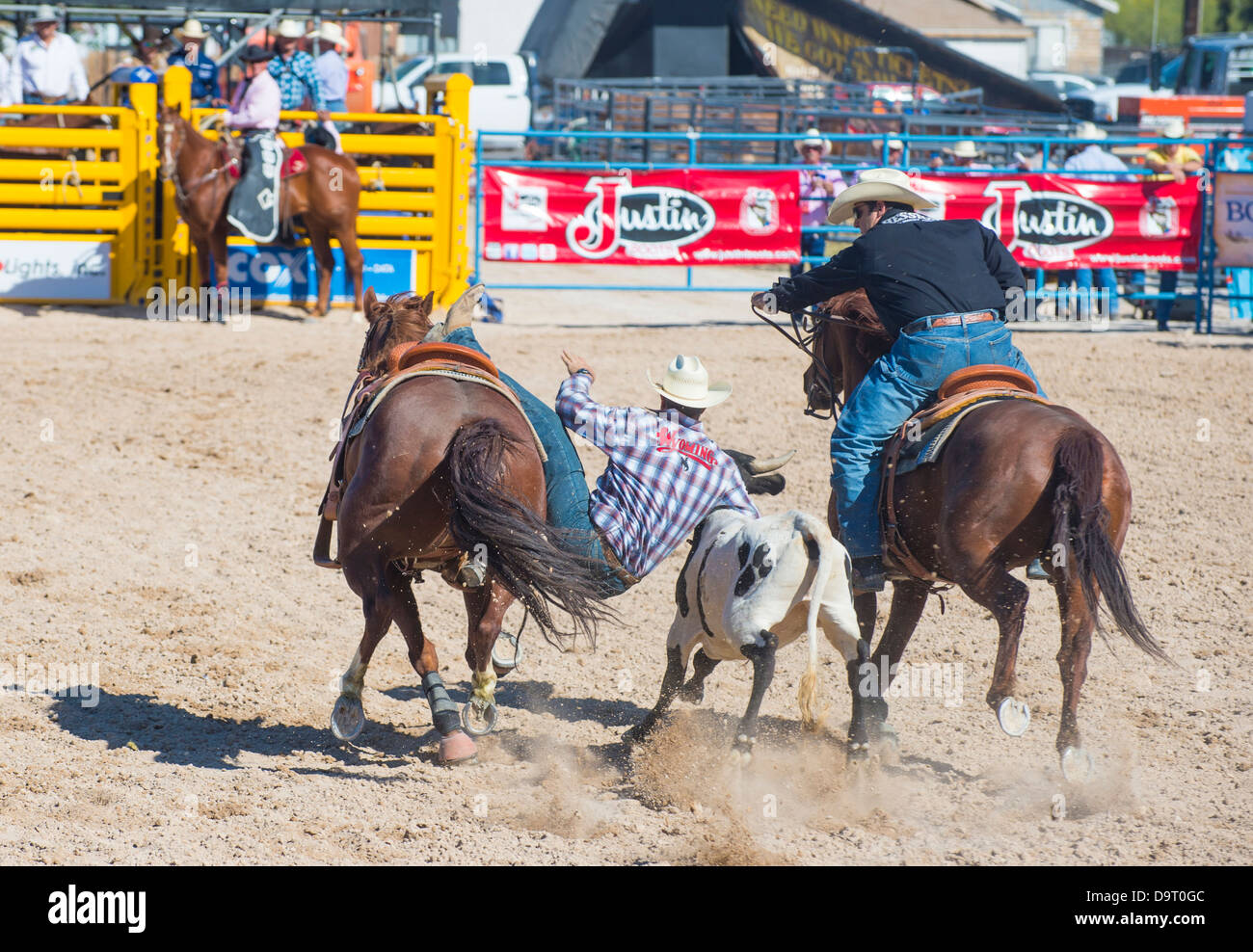 Cowboy Participant in a Calf roping Competition at the Helldorado Days ...