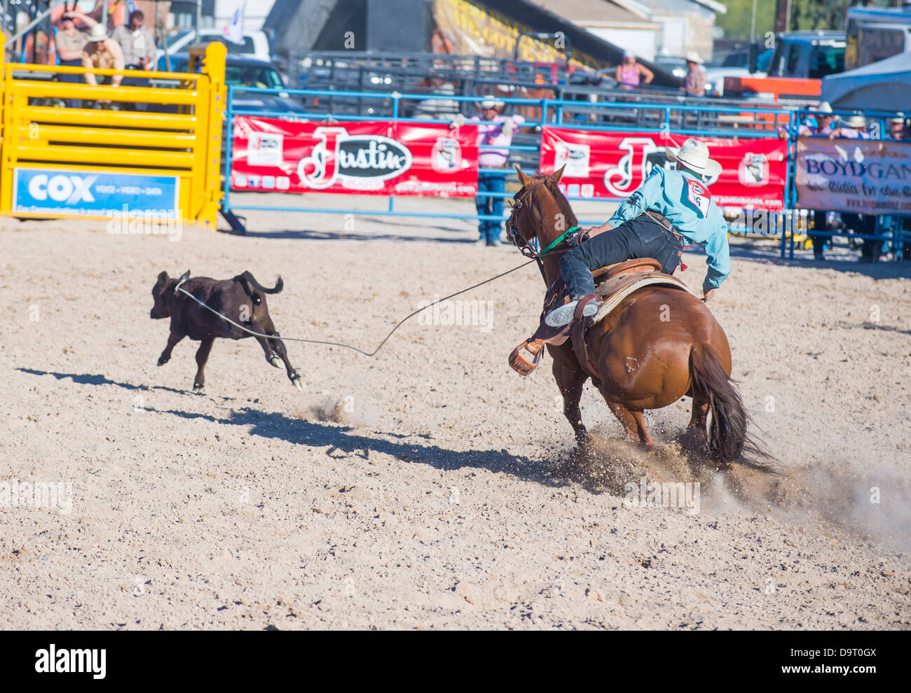 Cowboy Participant in a Calf roping Competition at the Helldorado Days ...
