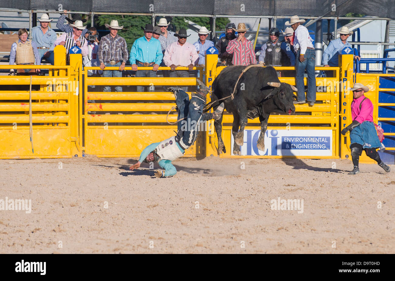 Cowboy Participant in a Bull riding Competition at the Helldorado Days ...