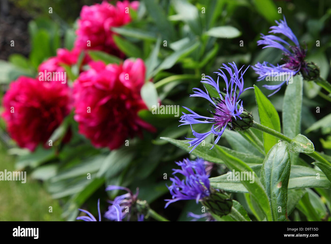 Red and blue flowers hi-res stock photography and images - Alamy