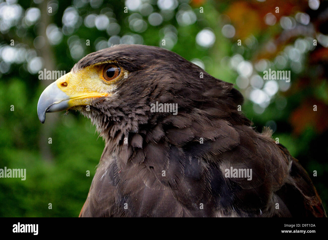 Eagle profile hi-res stock photography and images - Alamy