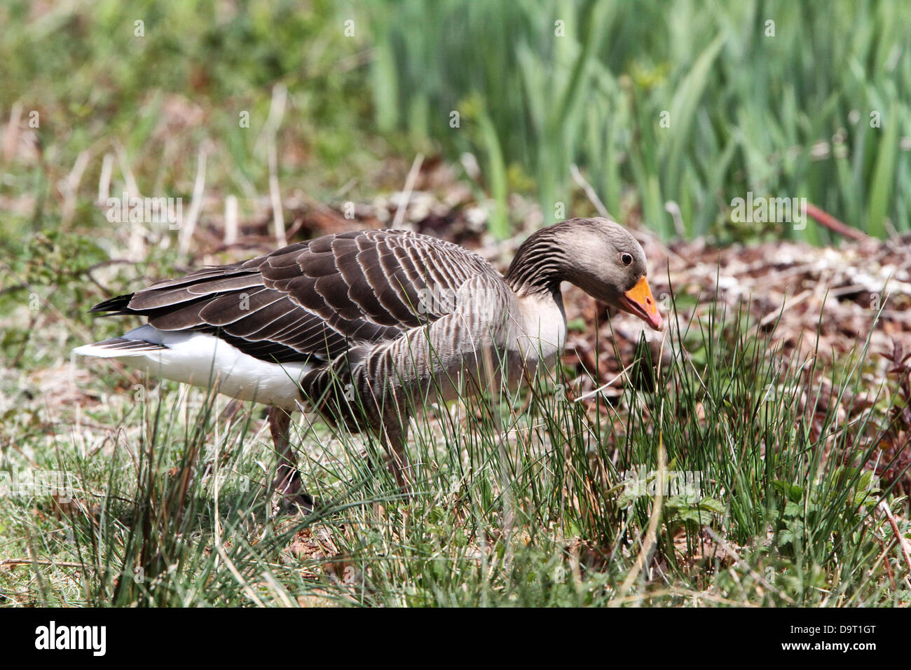 A Greylag Goose grazing by the side of a lake Stock Photo - Alamy