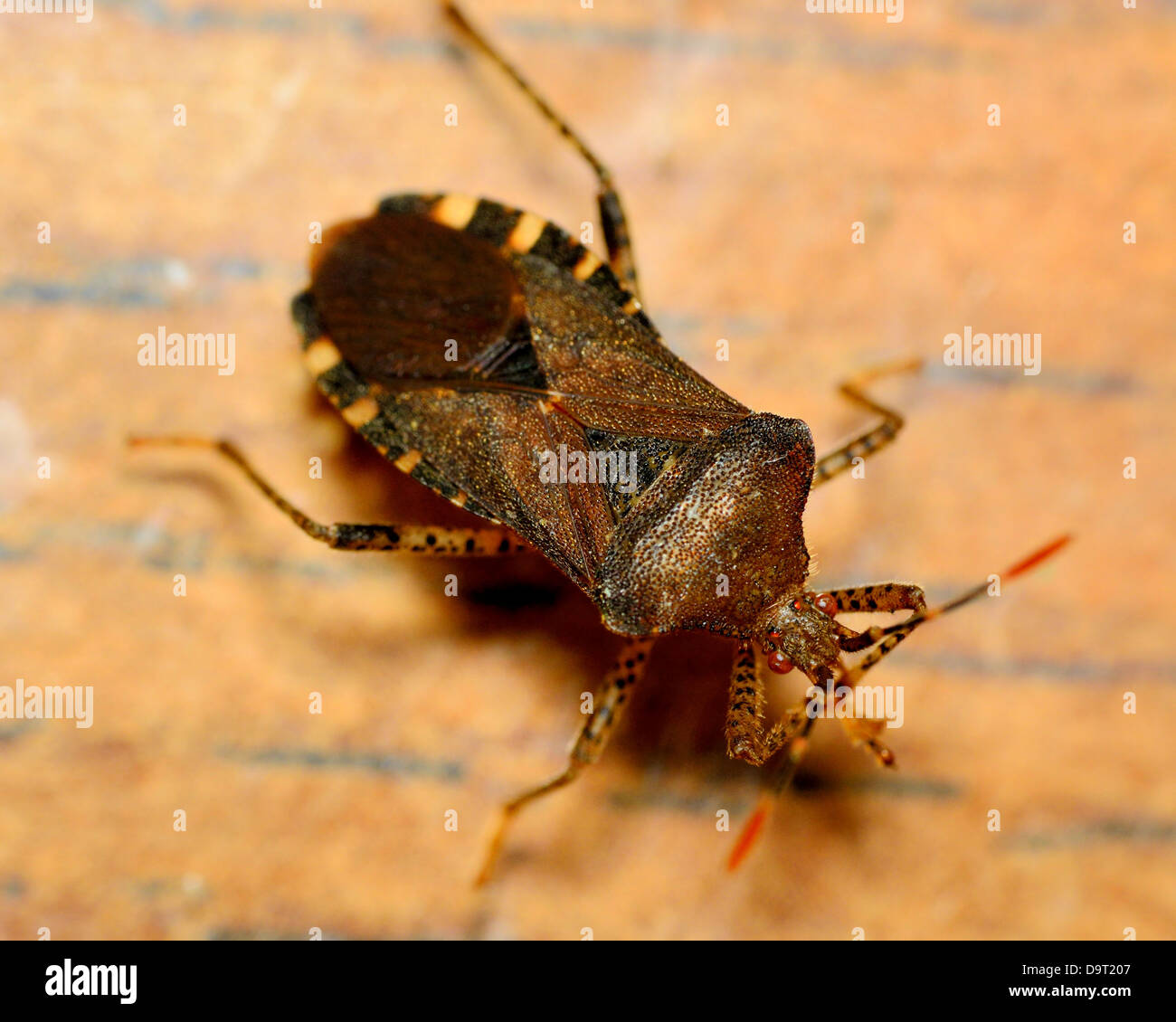 Top view of a stink bug or shield bug Stock Photo - Alamy