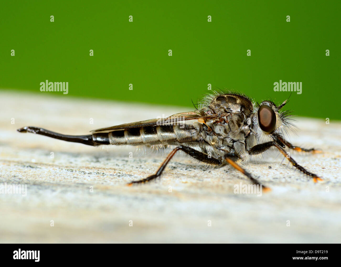 Macro robber fly hi-res stock photography and images - Alamy