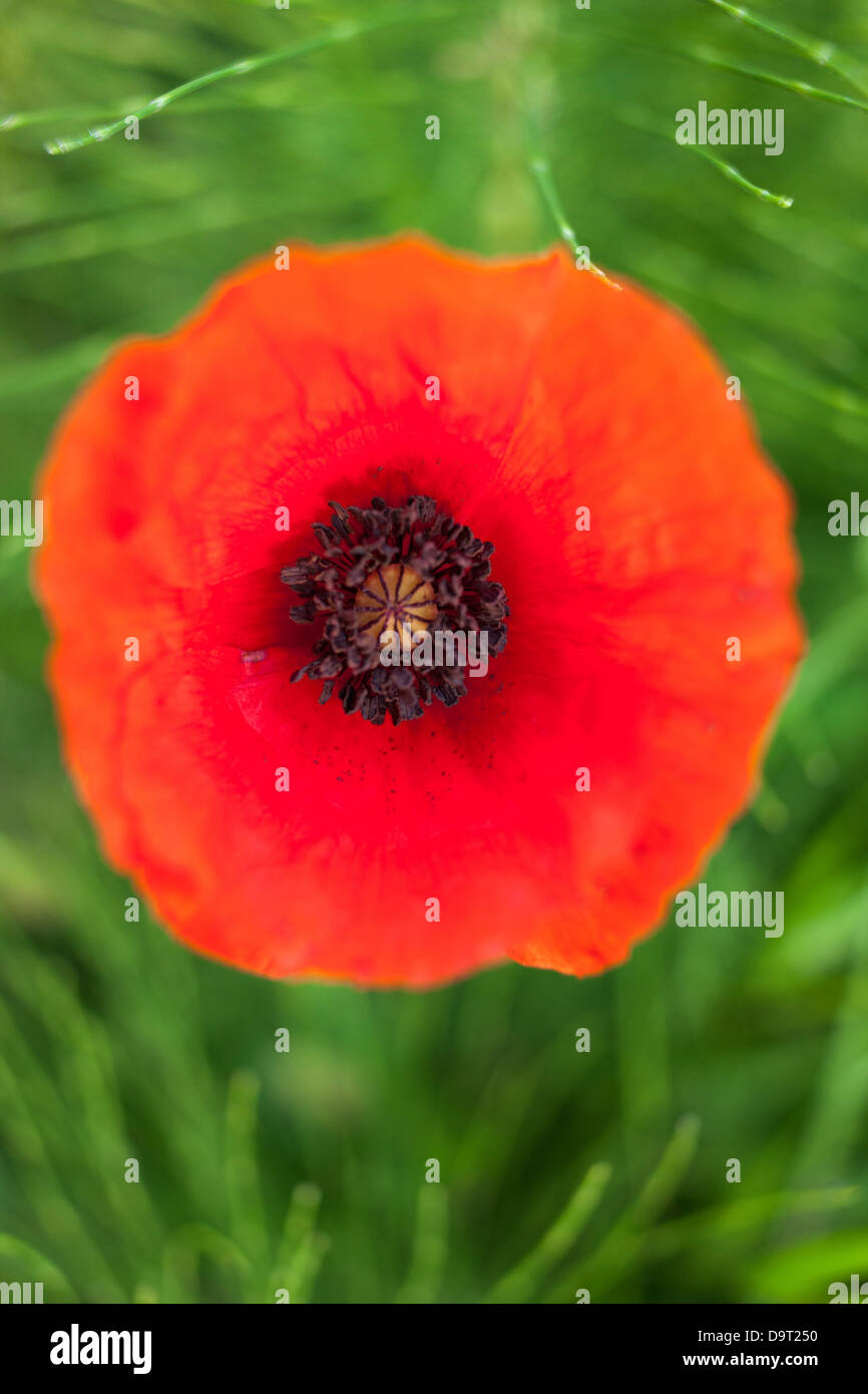 poppy, Marche, Italy Stock Photo - Alamy