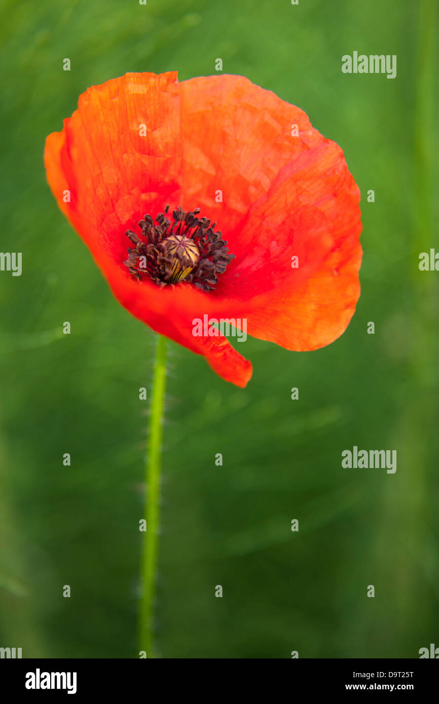 poppy, Marche, Italy Stock Photo - Alamy