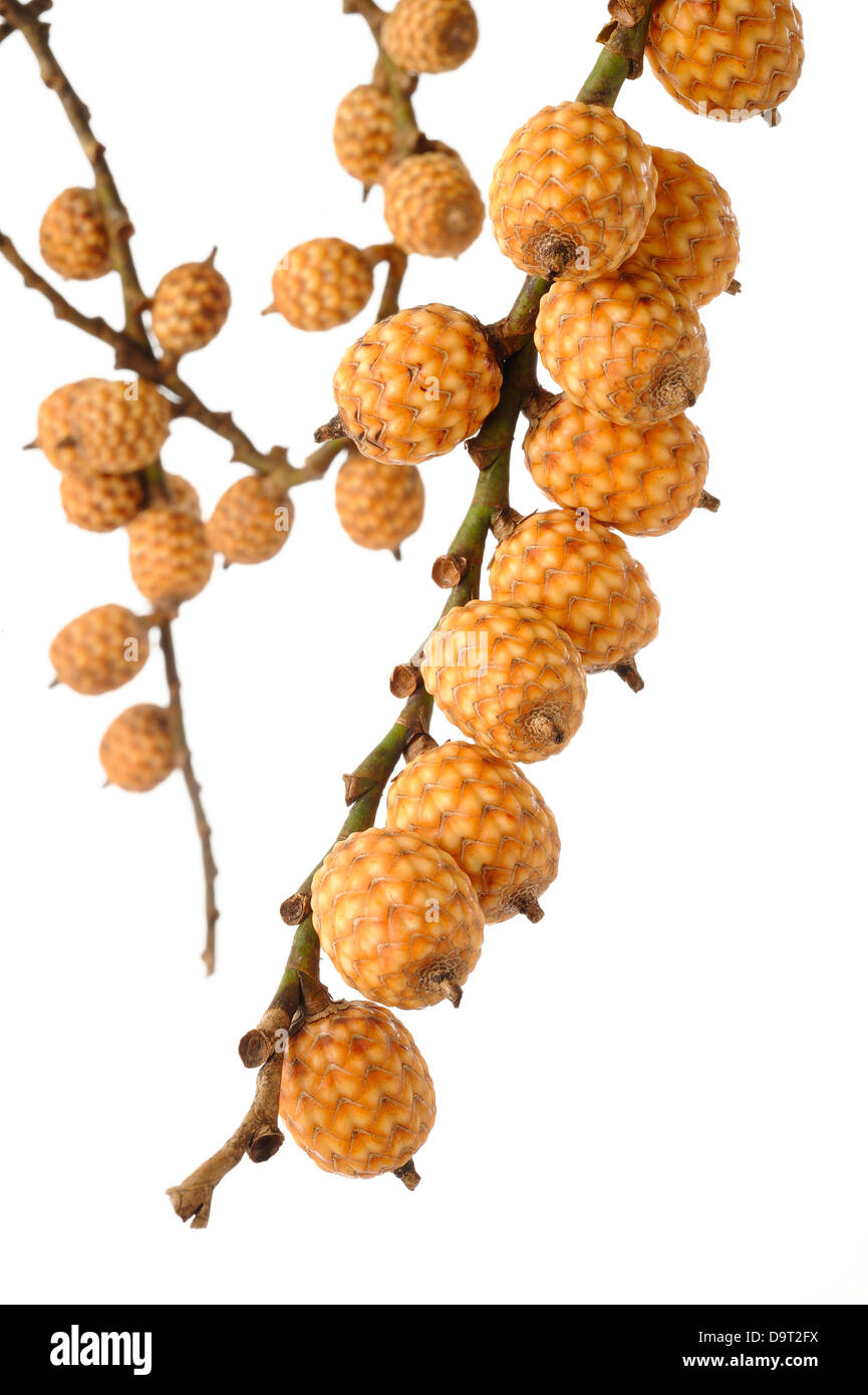 rattan fruit on white background Stock Photo - Alamy