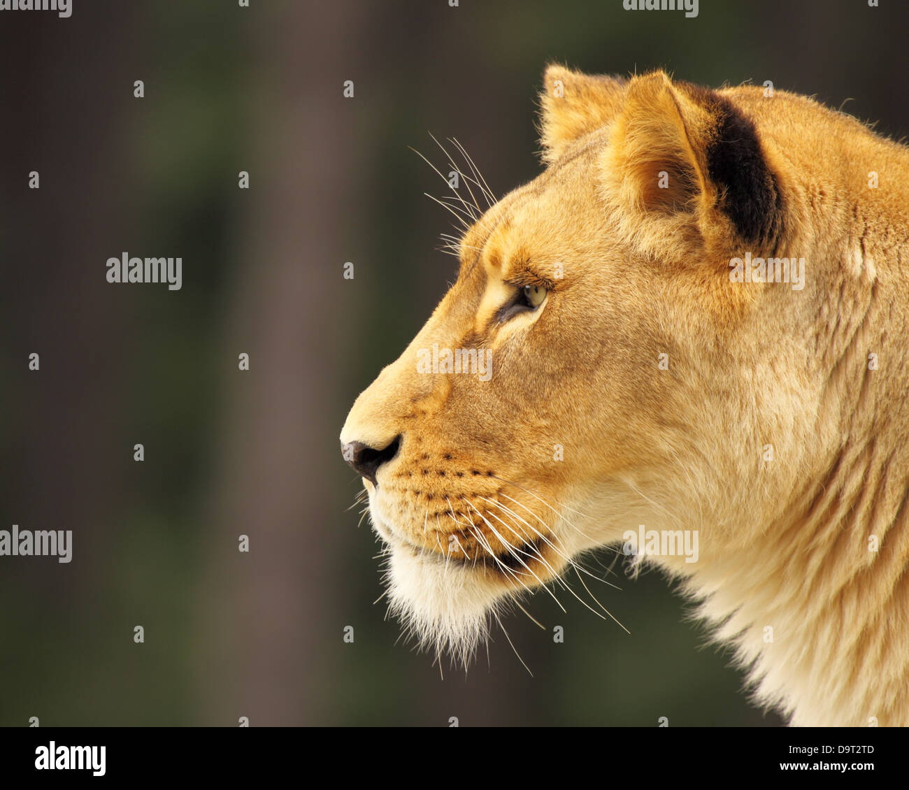 An African Lion gazing into the distance Stock Photo - Alamy