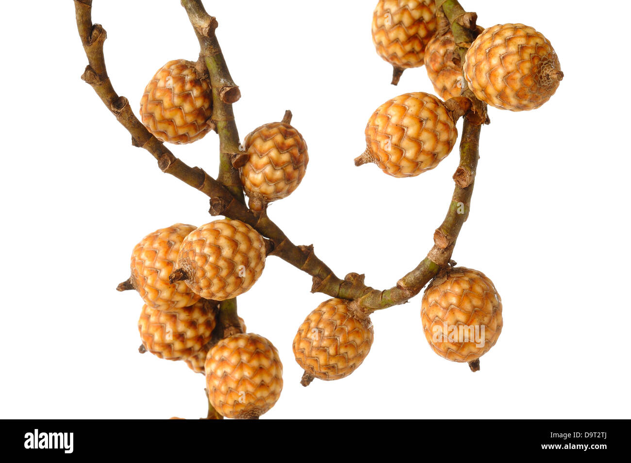 rattan fruit on white background Stock Photo - Alamy