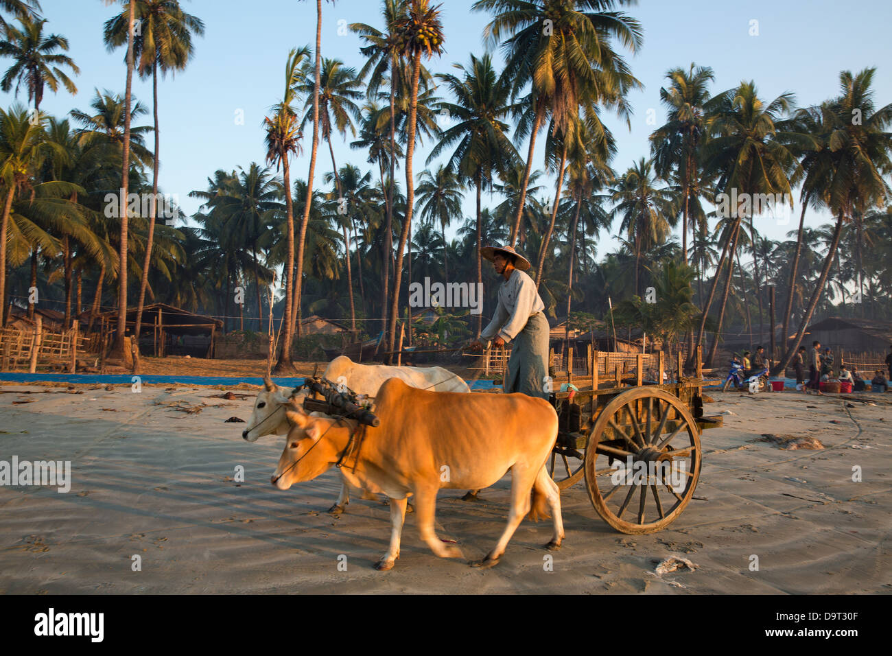 Myanmar ox cart hi-res stock photography and images - Alamy