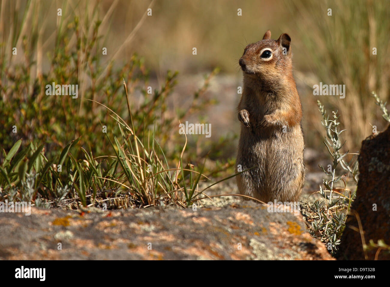 Mantled hi-res stock photography and images - Alamy
