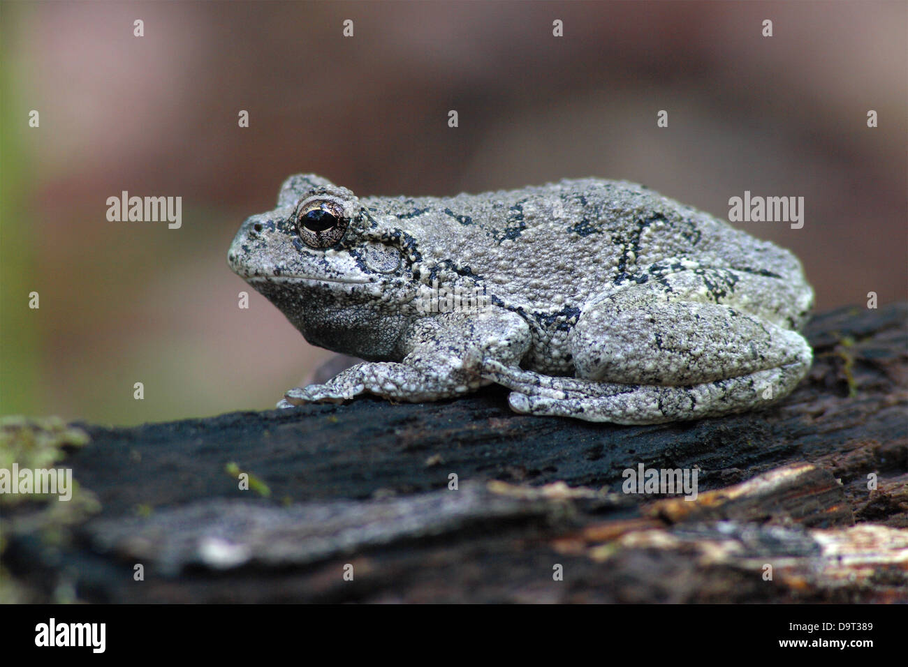 Rare frog species hi-res stock photography and images - Alamy