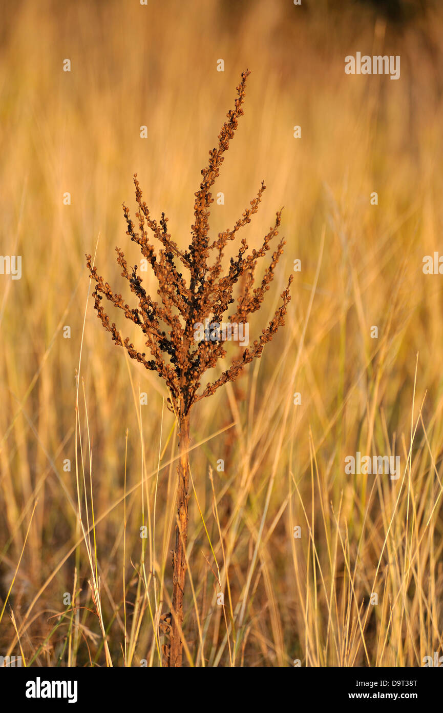 Grass dry in nature hi-res stock photography and images - Alamy