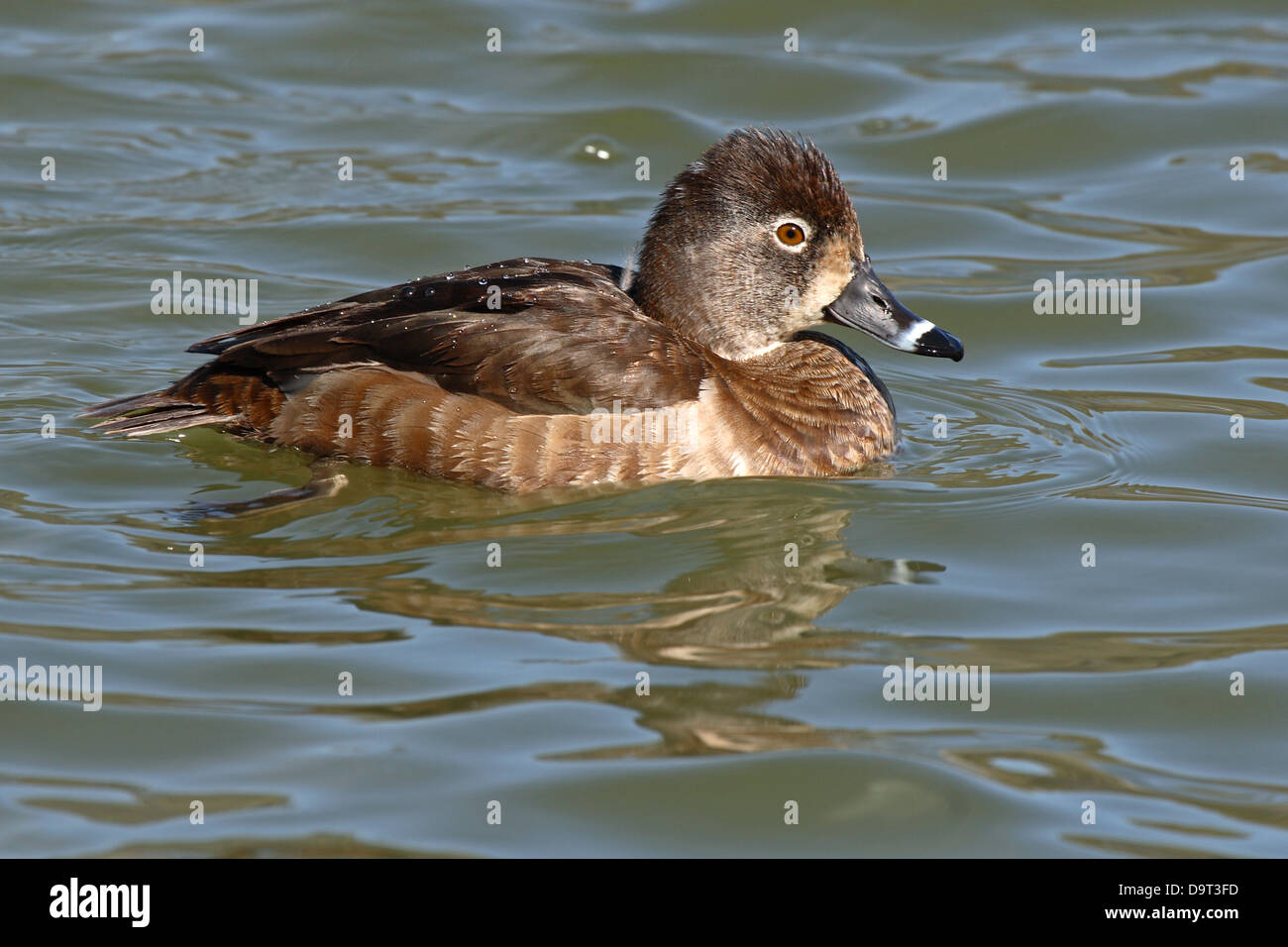 A female Ring-necked Duck during spring Stock Photo - Alamy
