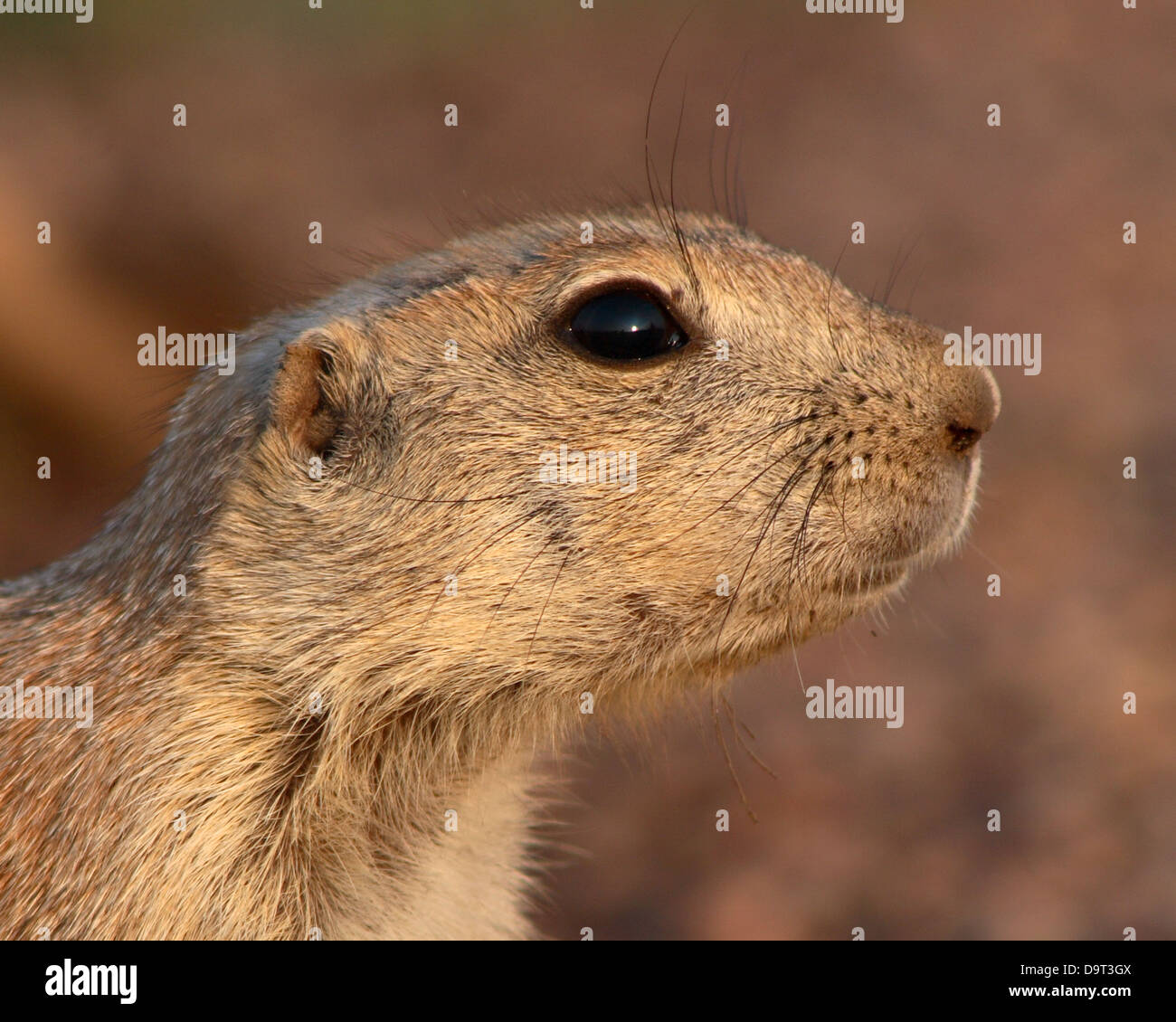 What Color Is A Prairie Dog
