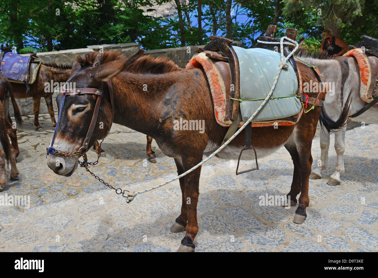 Donkeys by entrance to Acropolis of Lindos, Lindos, Rhodes (Rodos), The ...