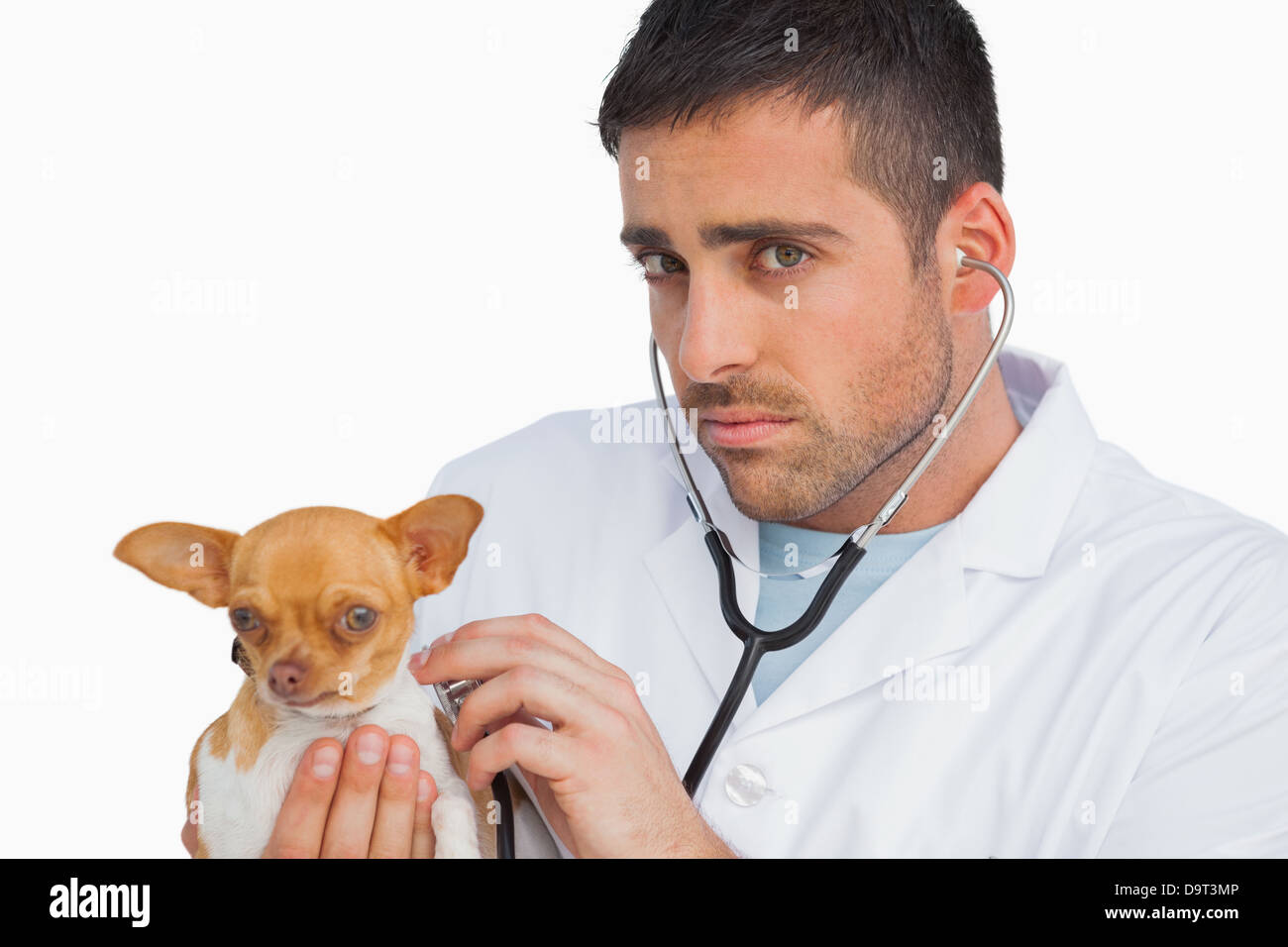 Checking dog hi-res stock photography and images - Alamy