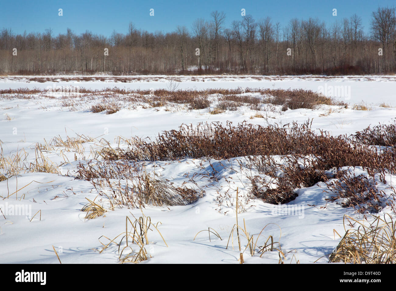 Snow swamp hi-res stock photography and images - Alamy