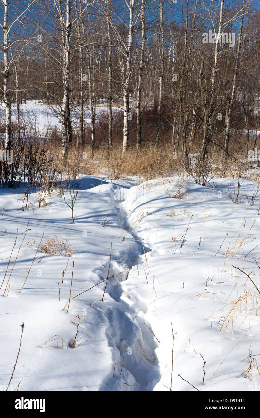 Animal pathway hi-res stock photography and images - Alamy