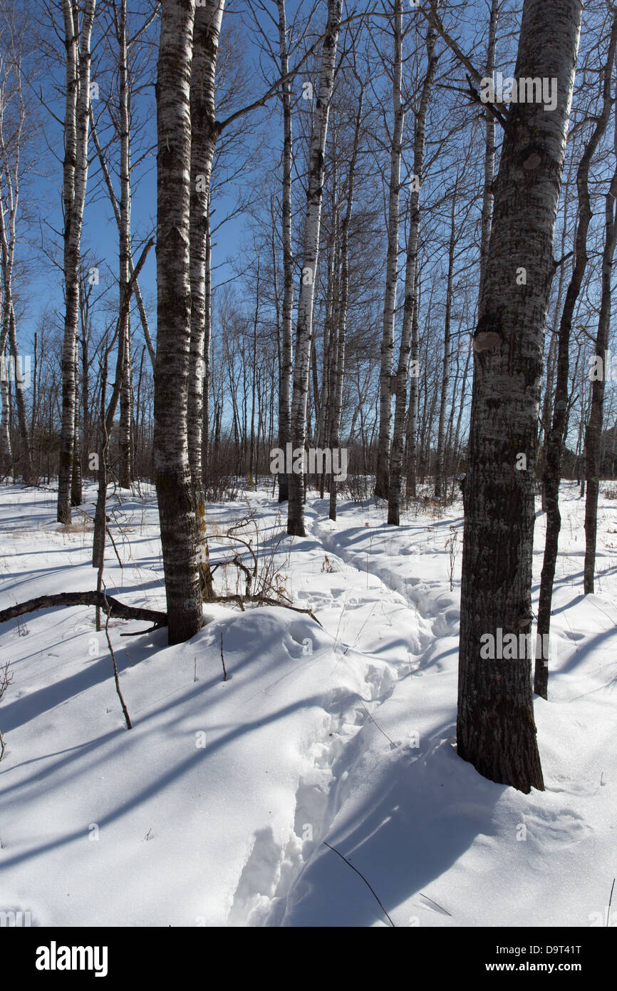 Animal trail hi-res stock photography and images - Alamy