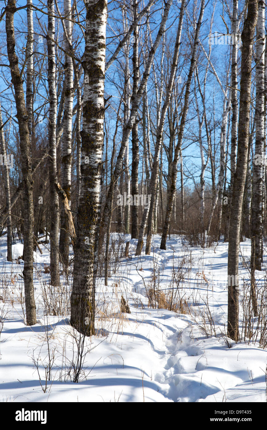Animal trail hi-res stock photography and images - Alamy
