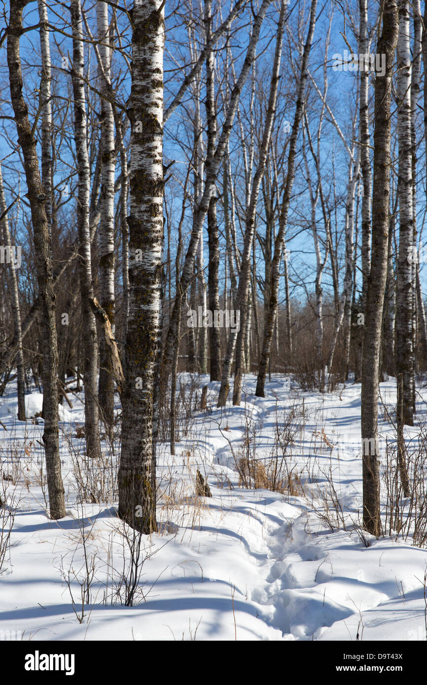 Animal trail hi-res stock photography and images - Alamy