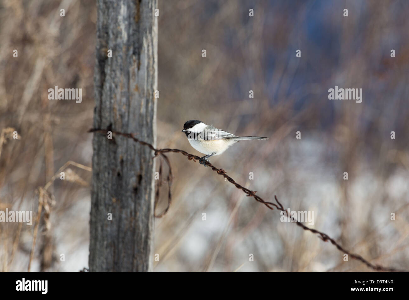 Black-capped chickadee perched on a barbed-wire fence Stock Photo - Alamy