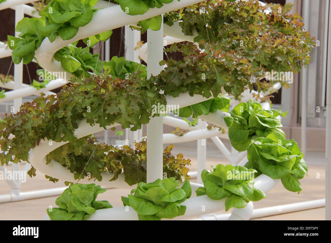 Hydroponic culture hi-res stock photography and images - Alamy