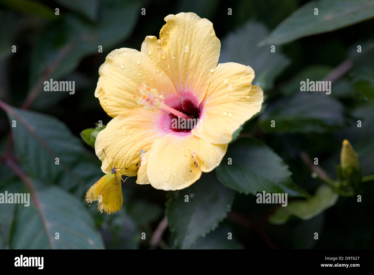 Hibiscus SinensisYellow Hibiscus flower with butterfly feeding from the ...