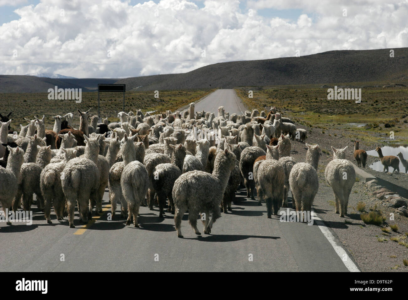 Herd of llamas and alpacas on the road in Peruvian Andes, South America ...