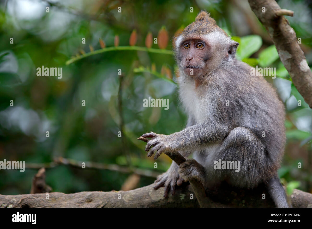 Long-tailed Macaque Monkey Stock Photo - Alamy